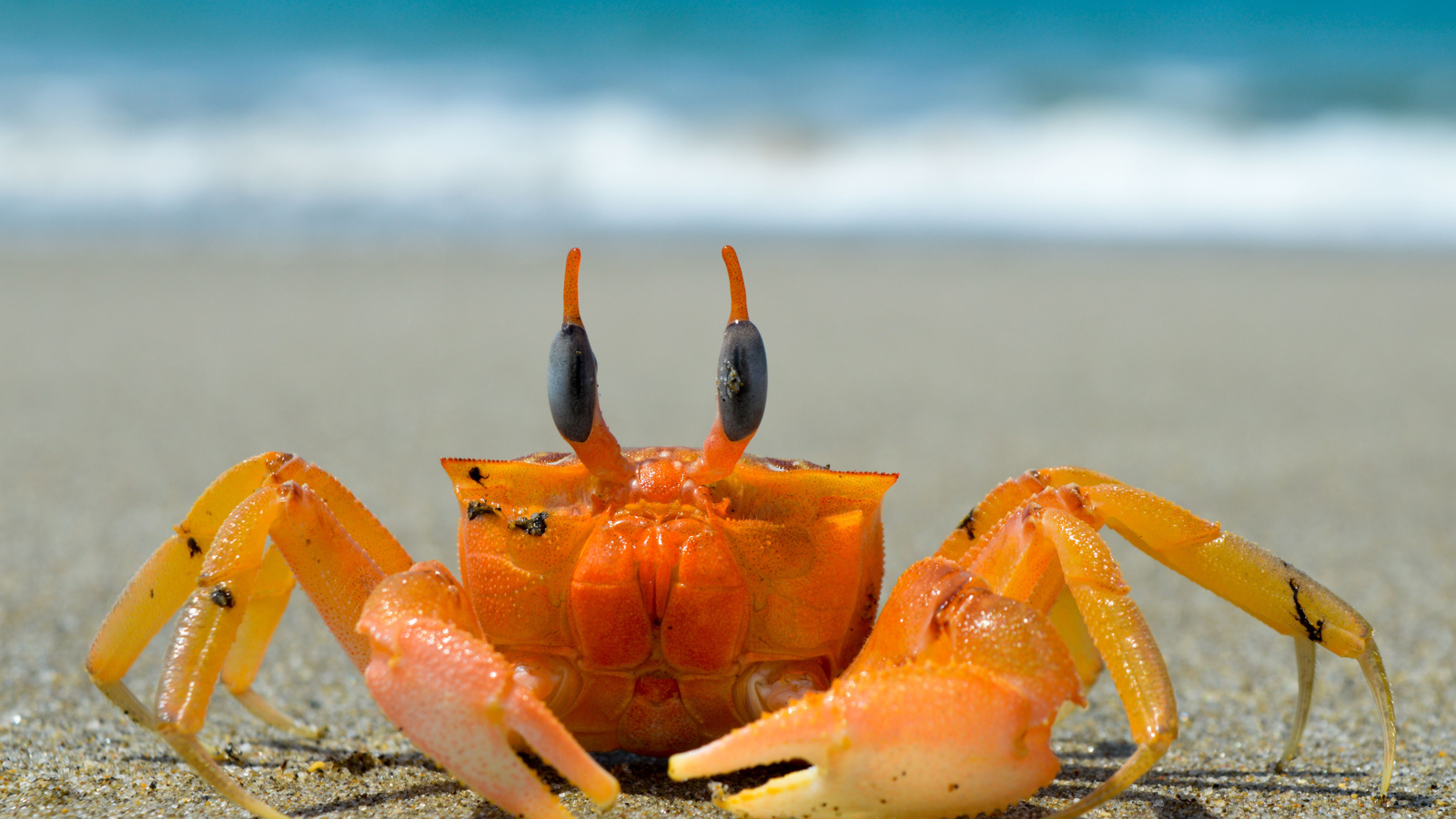What Can Crabs Teach Us About Resilience in Leadership? | Kai-Nneka ...
